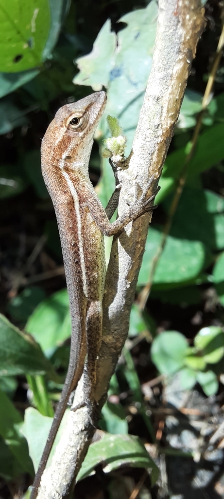 Grass Anole in December 2021 by Claudia Mejía Morales · iNaturalist
