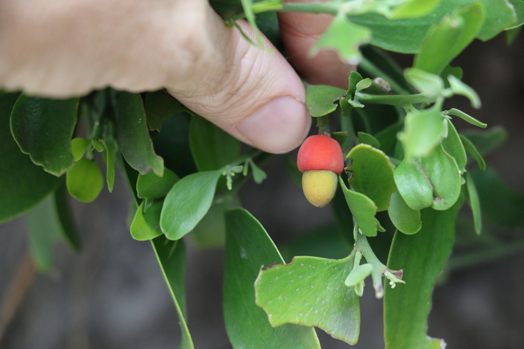 Broad Leaved Native Cherry from Sunshine Coast QLD, Australia on ...