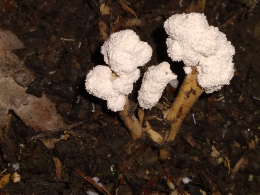 Cordyceps from Kaikoura Flat, Kaikōura, New Zealand on December 28 ...