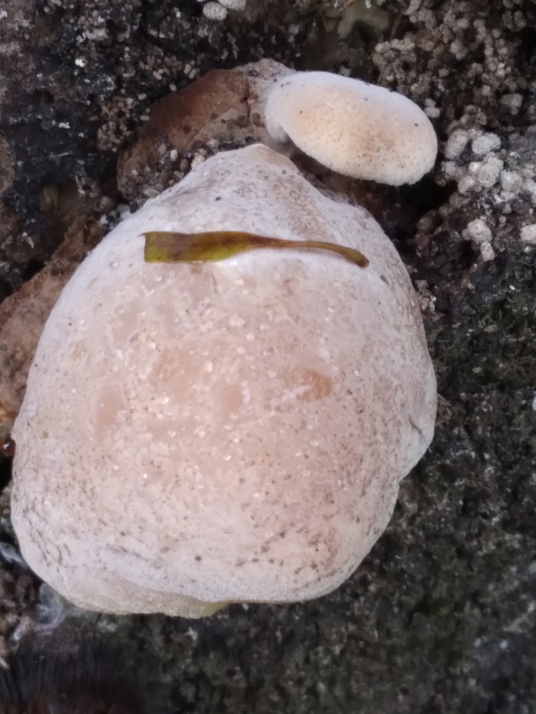 Fungi Including Lichens from Kaikoura Flat, Kaikōura, New Zealand on ...