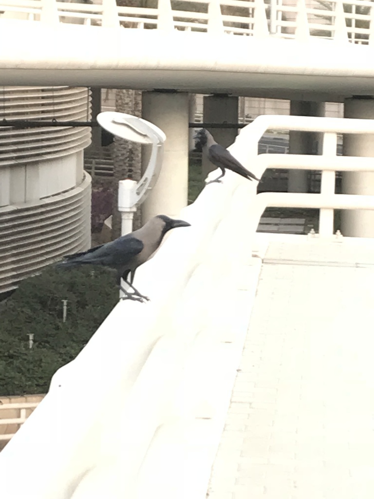 House Crow from Dubai International Airport, Dubai, Dubai, AE on May 4 ...