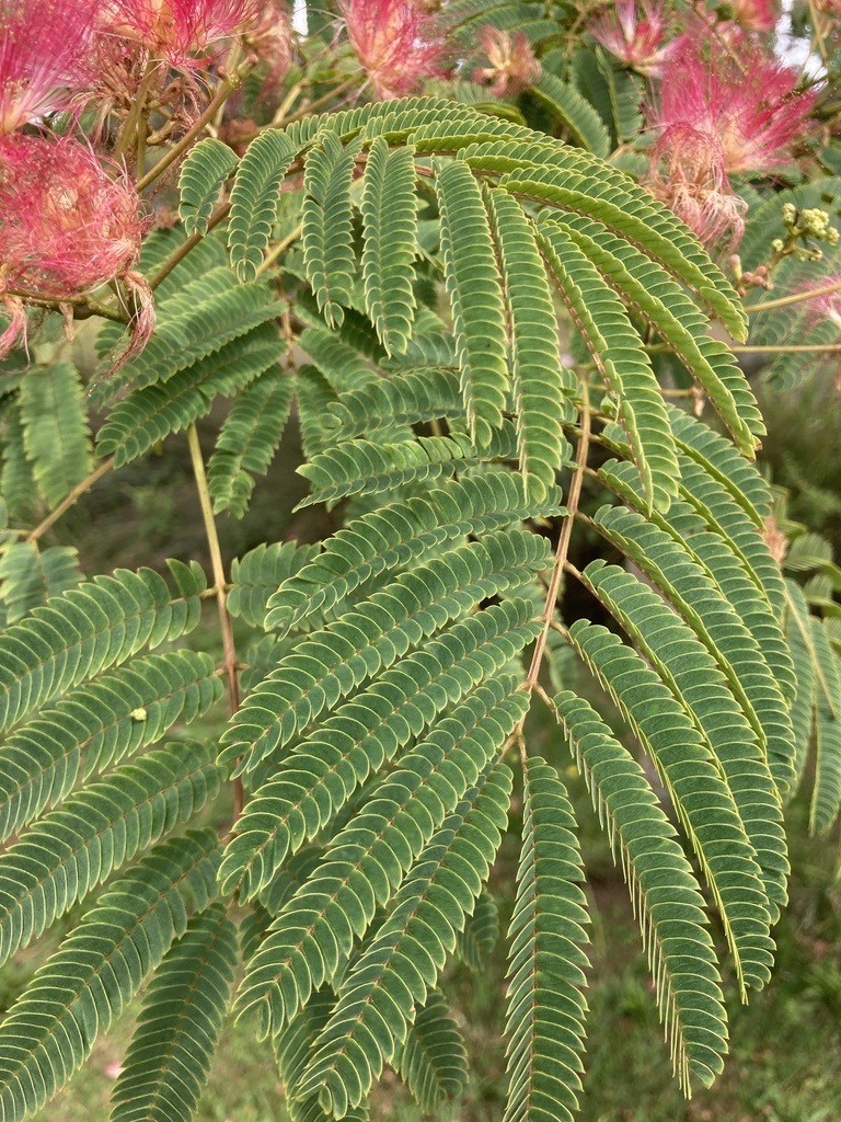 Persian silk tree from Pearson Street, Mangawhai, Northland, NZ on ...