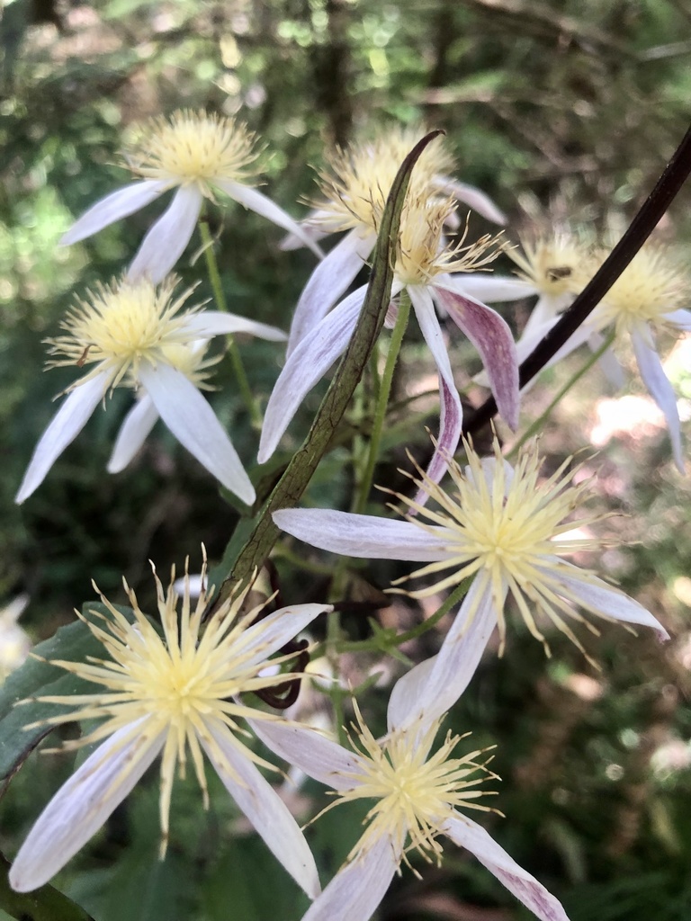 Australian Clematis from Yarra Ranges National Park, Healesville, VIC ...