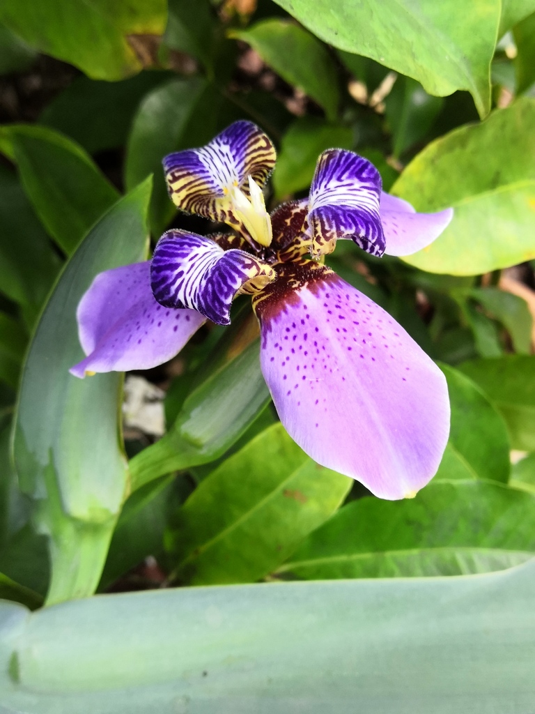 Walking Irises from Tanglin, Singapore on December 27, 2021 at 11:04 AM ...