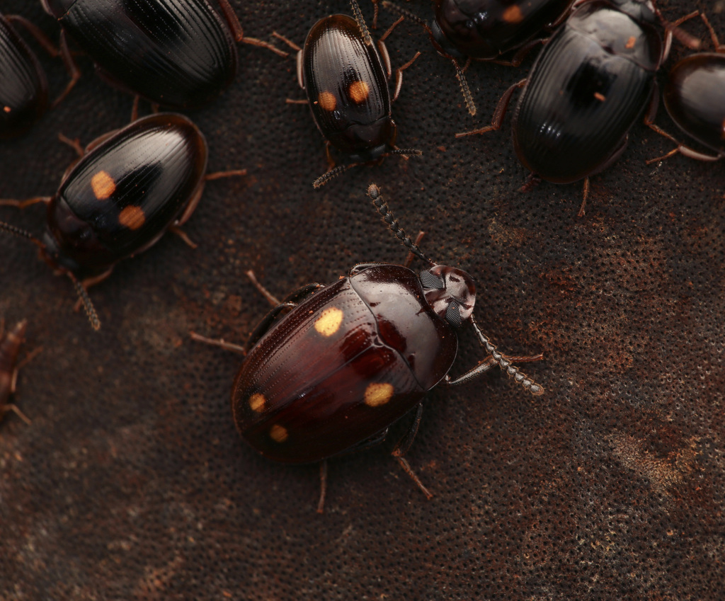 Ischnodactylus batesi from Bukit Panjang, Singapore on May 7, 2021 at ...