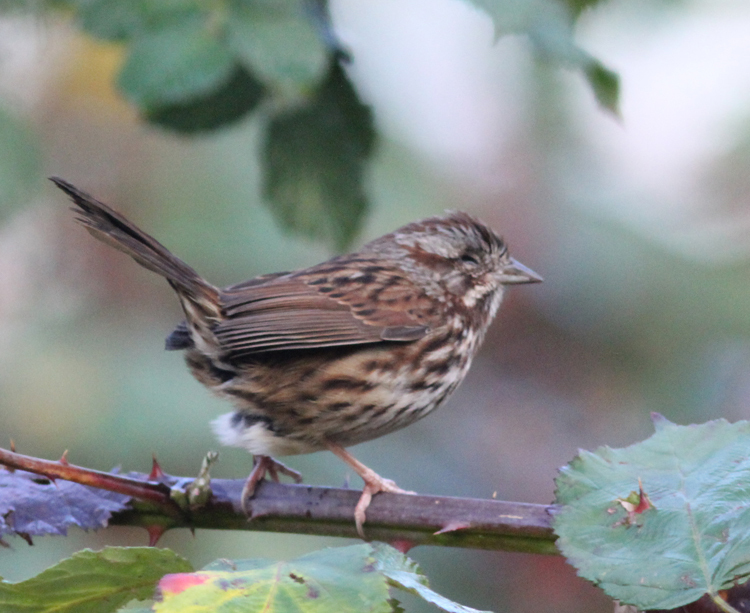 Song Sparrow from Humboldt County, CA, USA on December 25, 2021 at 02: ...