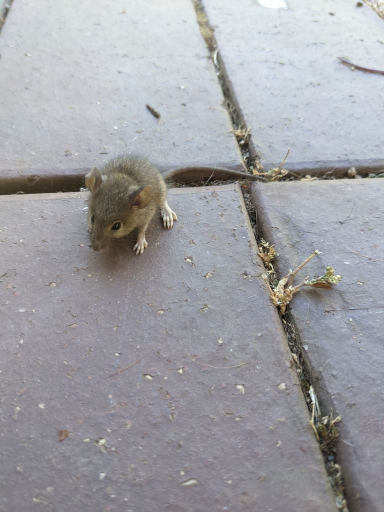 House Mouse from Wellington St Cnr Smith St, Longford TAS 7301 ...