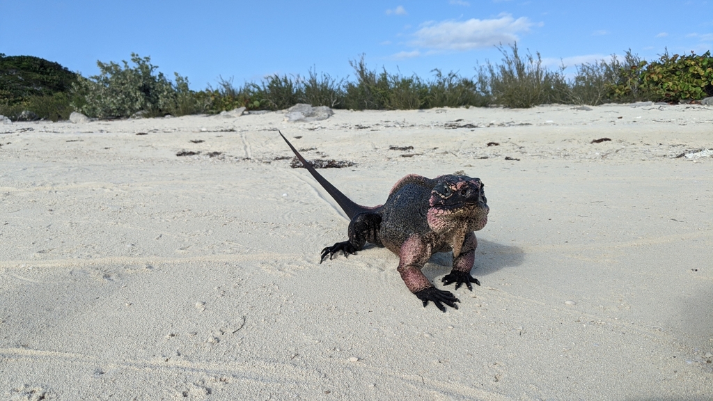 Exuma Island Iguana in December 2020 by Evan Centanni · iNaturalist