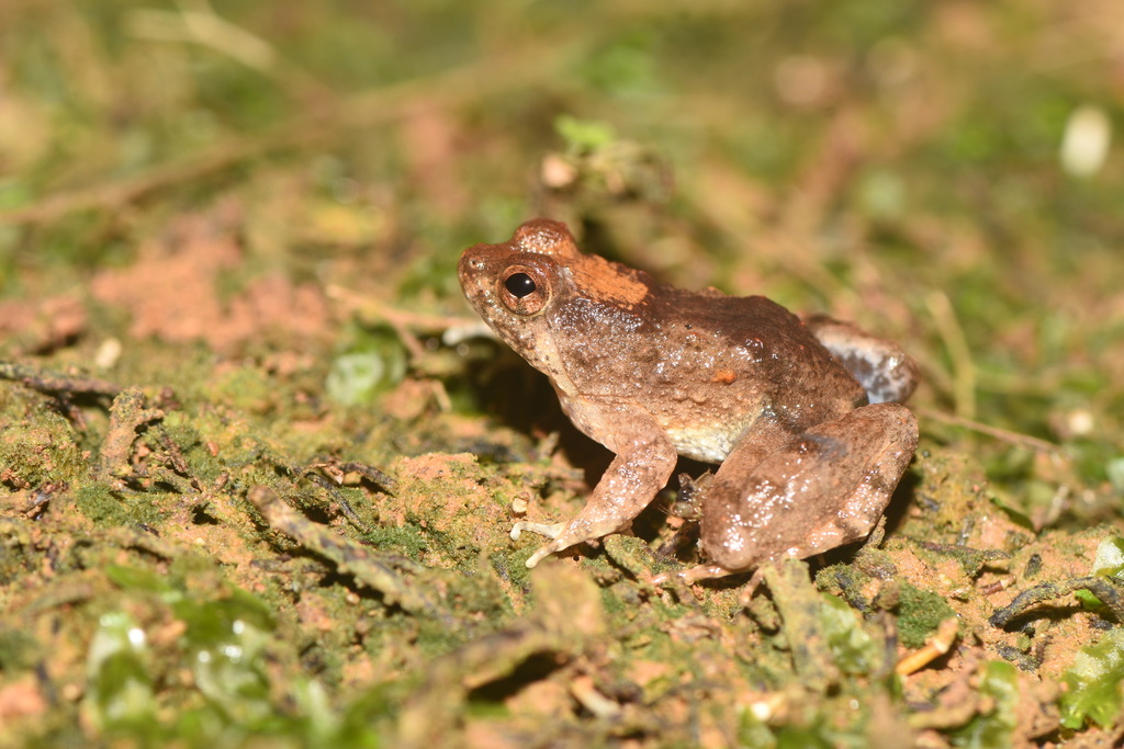 Seep Frog from Nunukan Regency, North Kalimantan, Indonesia on December ...