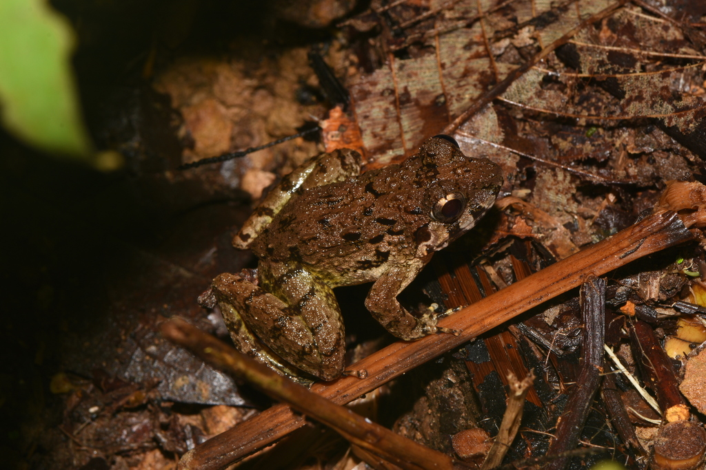 Rough Guardian Frog from Nunukan Regency, North Kalimantan, Indonesia ...