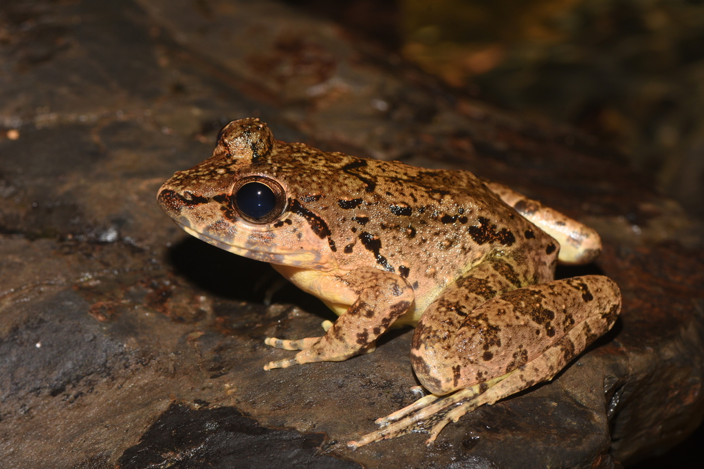 Giant River Frog from Nunukan Regency, North Kalimantan, Indonesia on ...