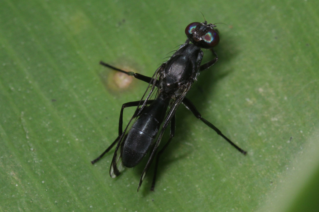 Euphranta macularis in December 2021 by Franz Anthony · iNaturalist