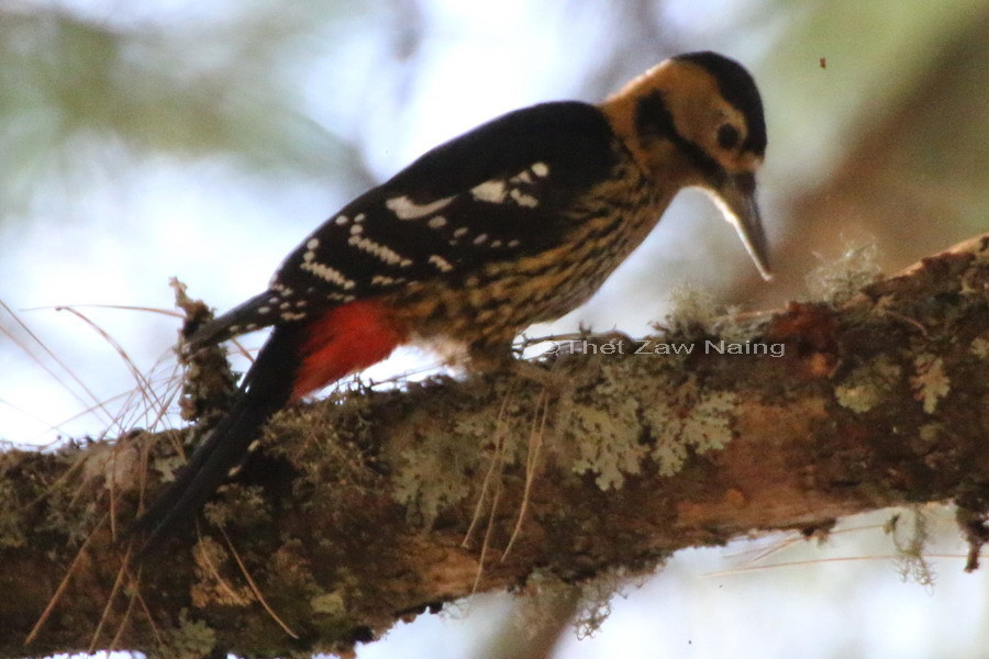 Darjeeling Woodpecker (Birds of Myanmar (Burma)) · iNaturalist