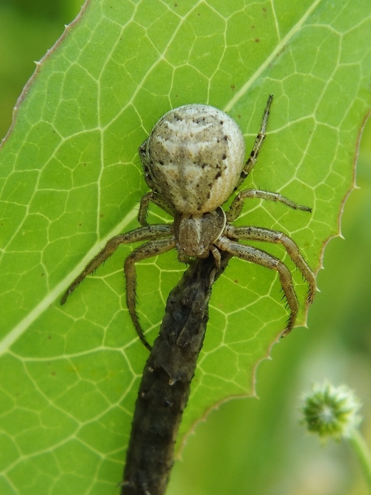 Common Crab Spider from Советский р-н, Волгоград, Волгоградская обл ...