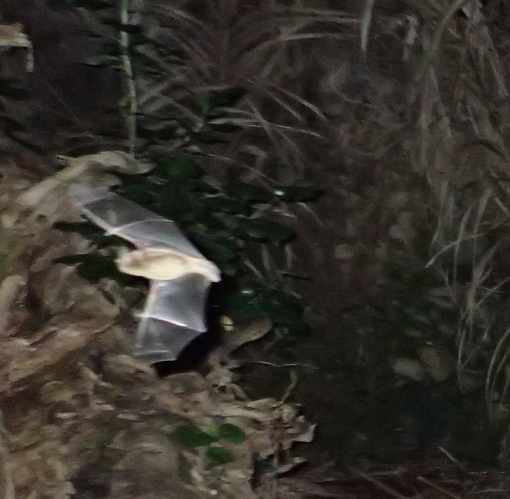 New Zealand Lesser Short-tailed Bat from Auckland, New Zealand on ...