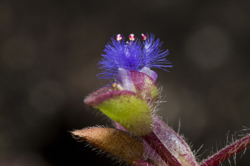 Cyanotis burmanniana · iNaturalist