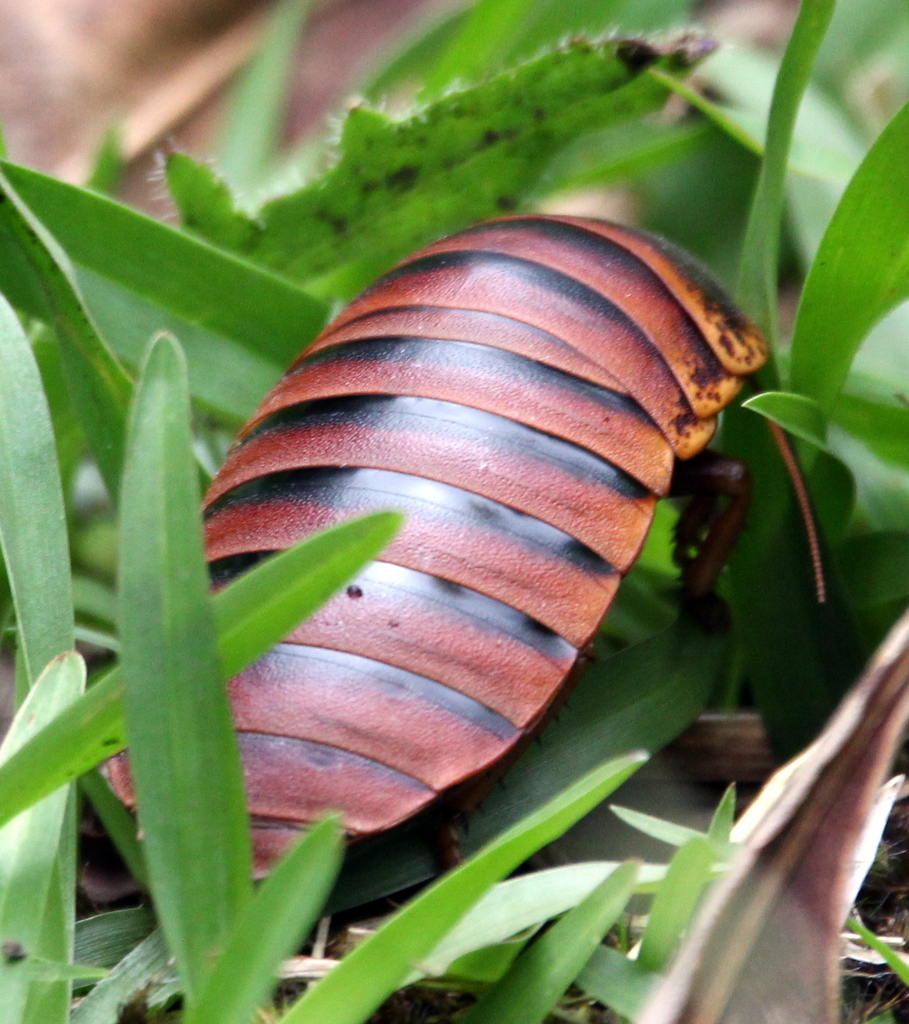 Cape Mountain Cockroach from Garden Route Botanical Garden on December ...