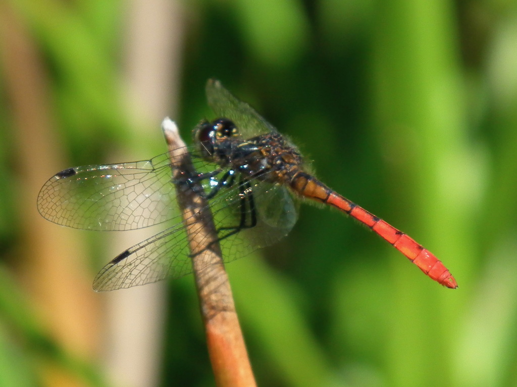 Eastern Pygmyfly from Creek Junction VIC 3669, Australia on January 16 ...