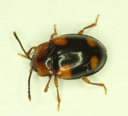 Mycetina idahoensis · iNaturalist