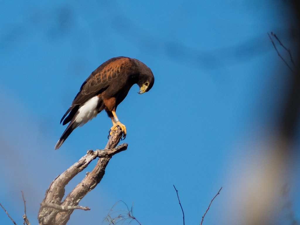 Harris's Hawk from Hidalgo County, TX, USA on December 24, 2018 at 07: ...