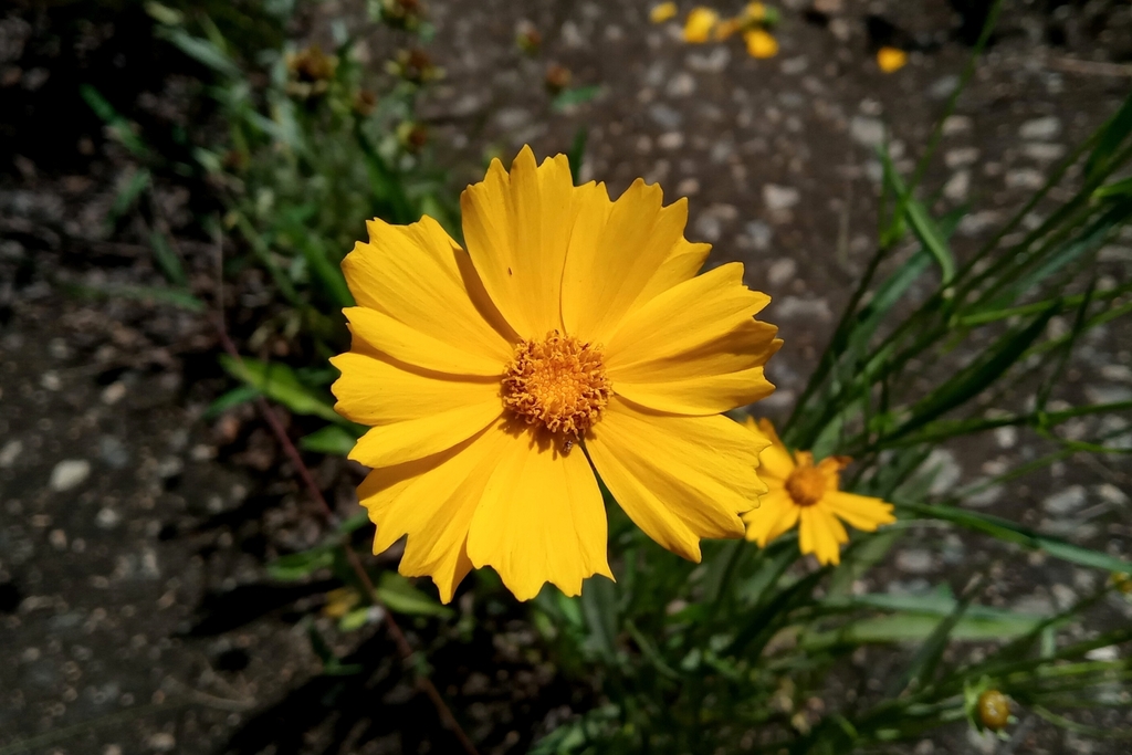 Lance-leaved Coreopsis from Moema, São Paulo - SP, 04030, Brasil on ...