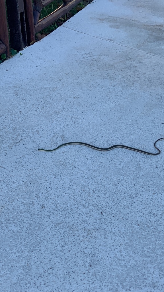 Mexican Parrot Snake from Isla Mujeres, QROO, MX on December 28, 2021 ...