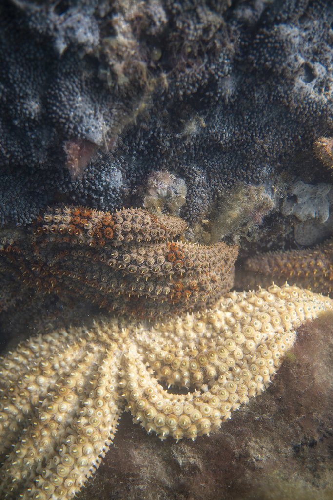 Eleven-armed Sea Star from Mornington P'sula - West, AU-VI, AU on ...