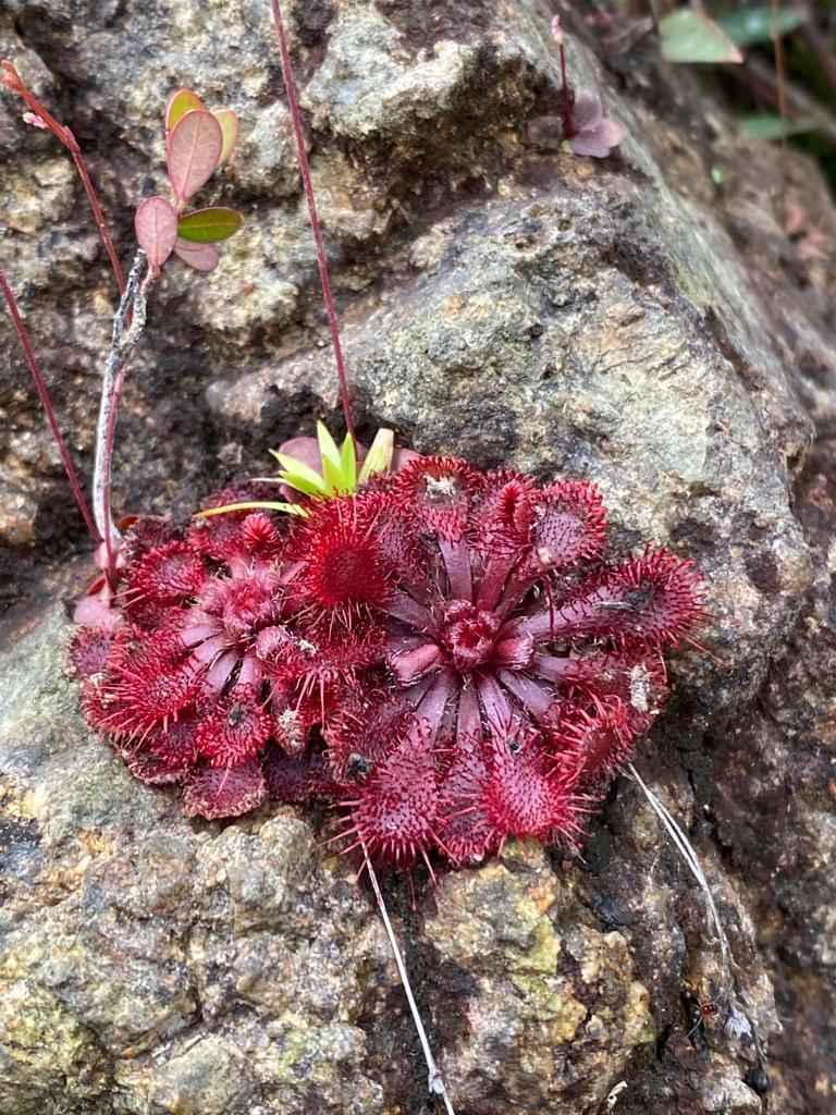 Rosy Sundew from Lantau Island, Hong Kong on December 28, 2021 at 11:05 ...