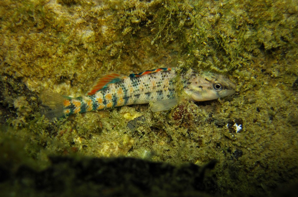 Orangethroat Darter (A guide to the fishes of Austin and Travis County ...
