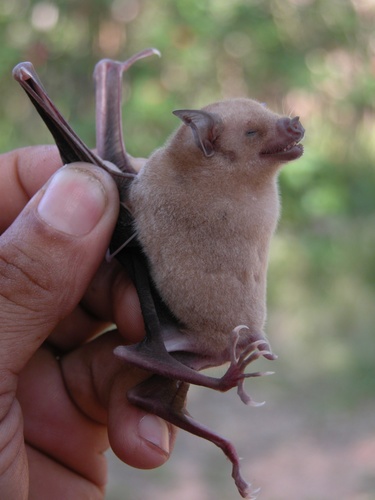 Cuban Flower Bat (Mammals of North America) · iNaturalist
