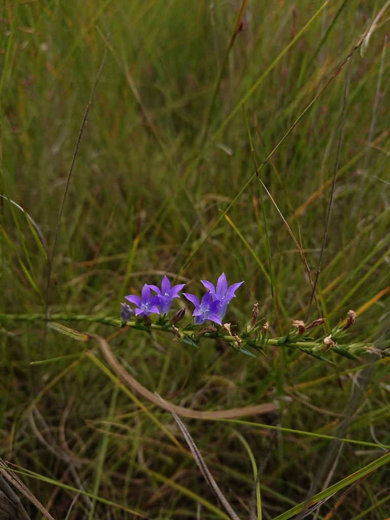 bellflower family from Nkangala, Mpumalanga, South Africa on February ...