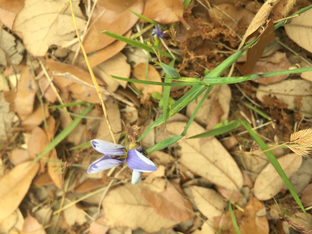 Prairie Nymph from Austin, TX 78735, Austin, TX, US on May 2, 2018 at ...