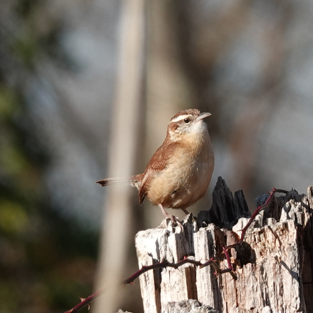 Carolina Wren from Montgomery County, MD, USA on December 26, 2021 at ...