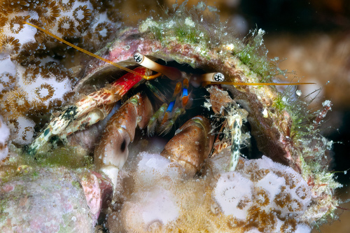 Caranguejo-eremita-elegante (Calcinus pulcher) · BioDiversity4All