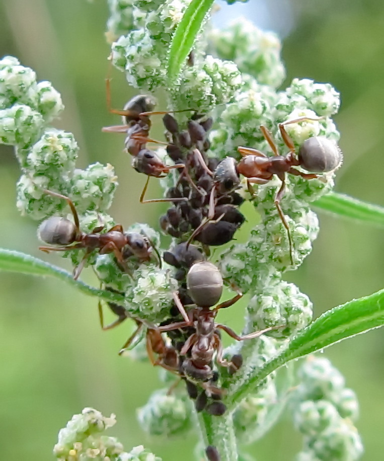Formica cunicularia from Sudats'ka, UA-KR, UA on July 25, 2011 at 08:14 ...