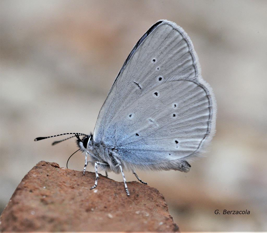 Osiris Blue from Provincia di Verona, Italia on July 23, 2021 at 12:35 ...