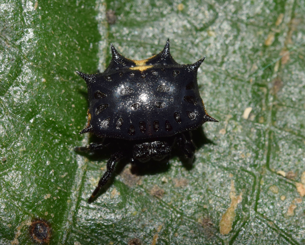 Biscuit Boxkite from Edgecliff Road, Westville, KZN, ZA on December 28 ...