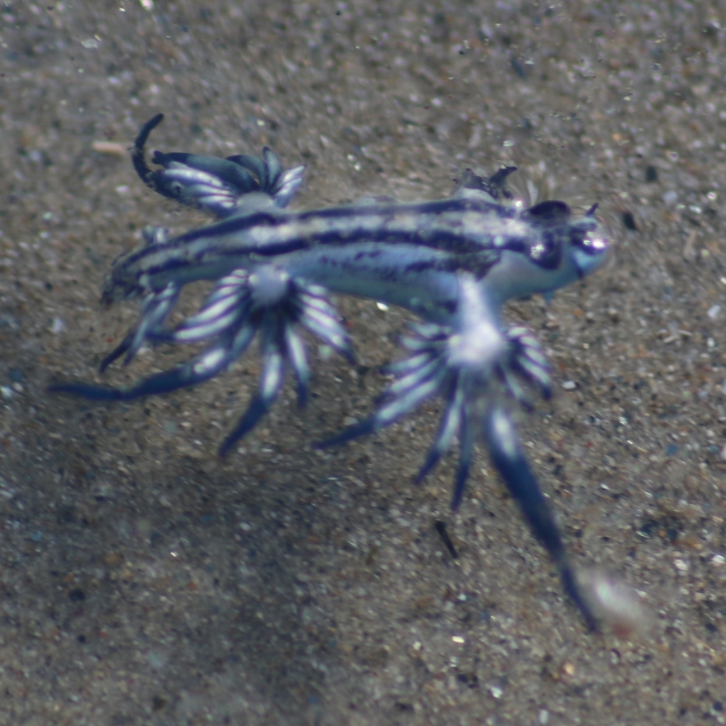 Sea Swallow from Nelly Bay QLD 4819, Australie on August 09, 2017 at 05 ...