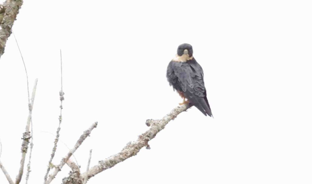 Bat Falcon from Valle del Cauca, Colombia on December 14, 2021 at 04:50 ...