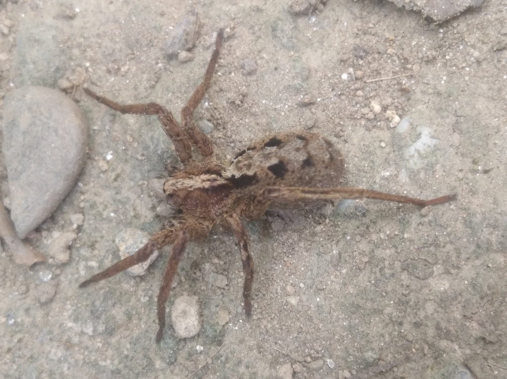 Wandering Spiders from Boconó 3103, Trujillo, Venezuela on December 24 ...