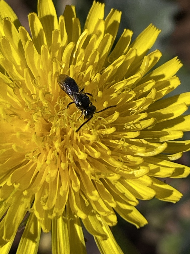Small Carpenter Bees in December 2021 by KGTEY · iNaturalist