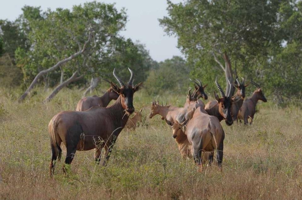 Coastal Topi in December 2011 by Gwili Gibbon · iNaturalist