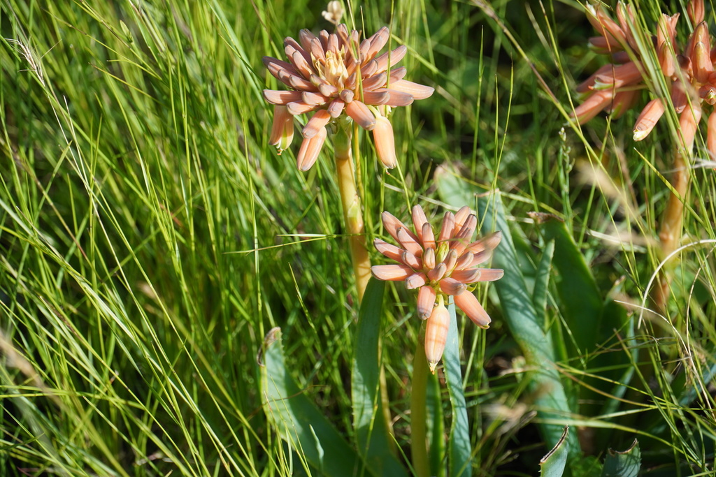 Aloes from Conservancy, Clarens, Free State, South Africa on December ...