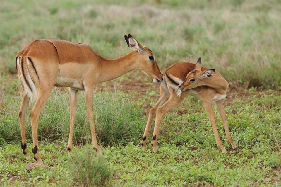 Common Impala from Central Meru, Eastern, KE on December 28, 2011 at 05 ...