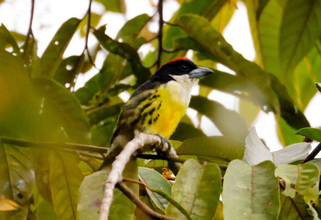 Five-colored Barbet in December 2021 by David J Barton · iNaturalist