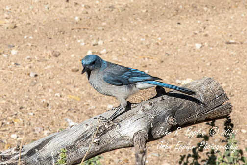 Mexican Jay from Santa Cruz County, AZ, USA on May 05, 2021 at 07:47 AM ...