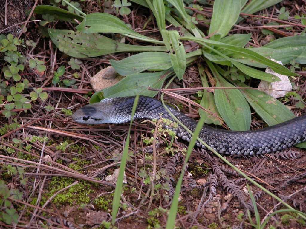 Cuban Racer (Herps of Eastern Cuba) · iNaturalist
