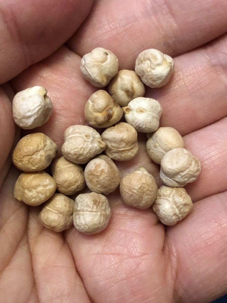 chickpea (Cicer arietinum) - Botanical Realm