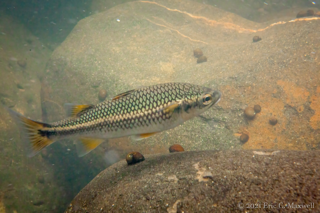 Mountain Mullet (Saltwater Fish of Mississippi) · iNaturalist