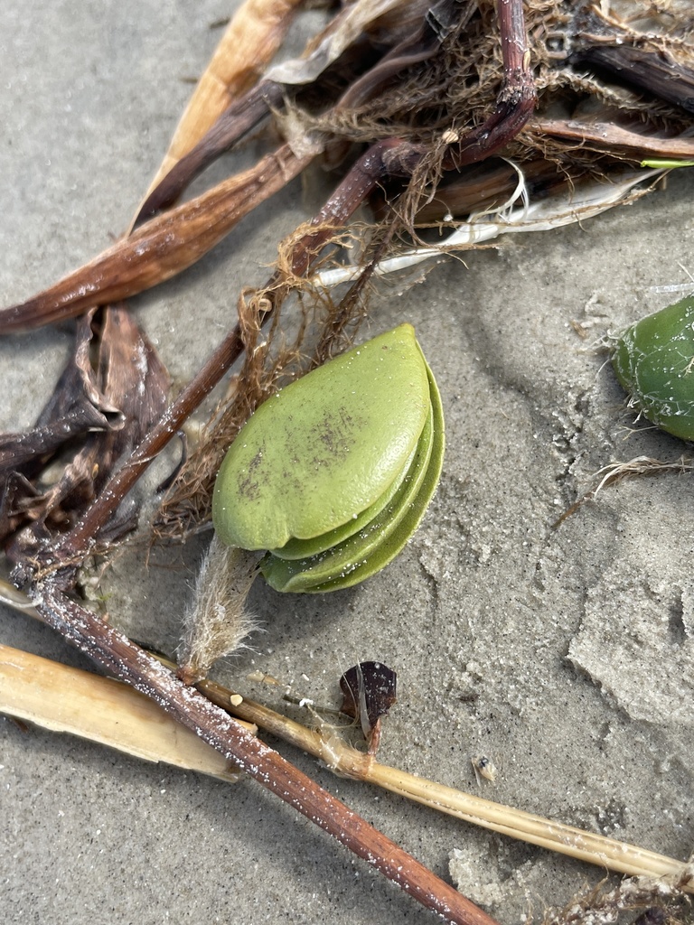 black mangrove from Galveston Island Beach, Galveston, TX, US on ...